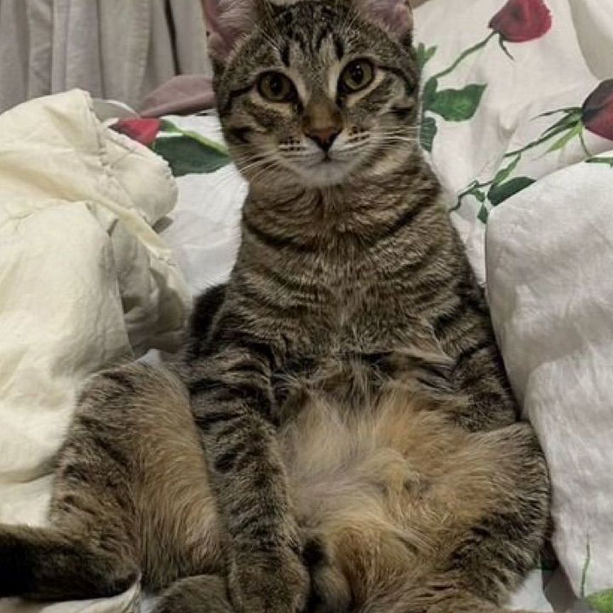 Отдам кота в добрые руки