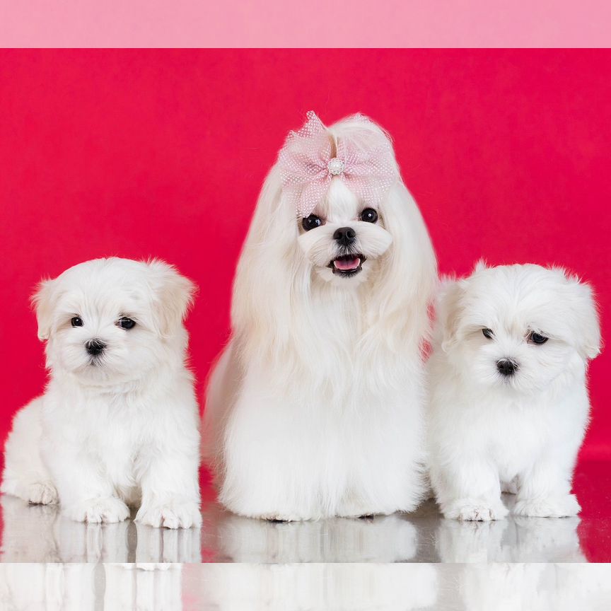 Мальтийская болонка, щенок