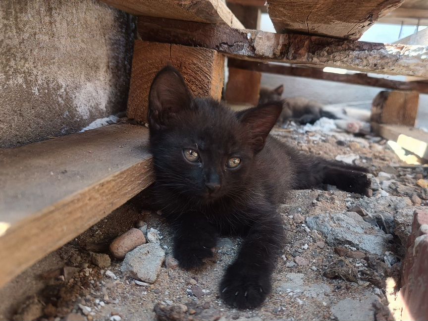 Котёнок - мальчик