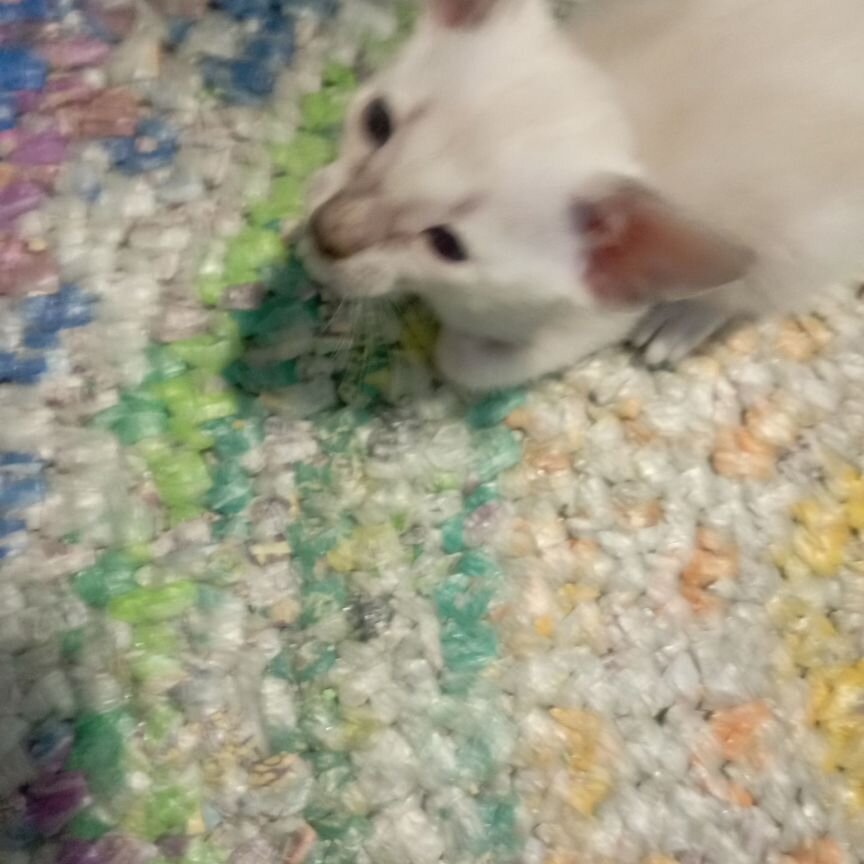 Ориентал, бенгал