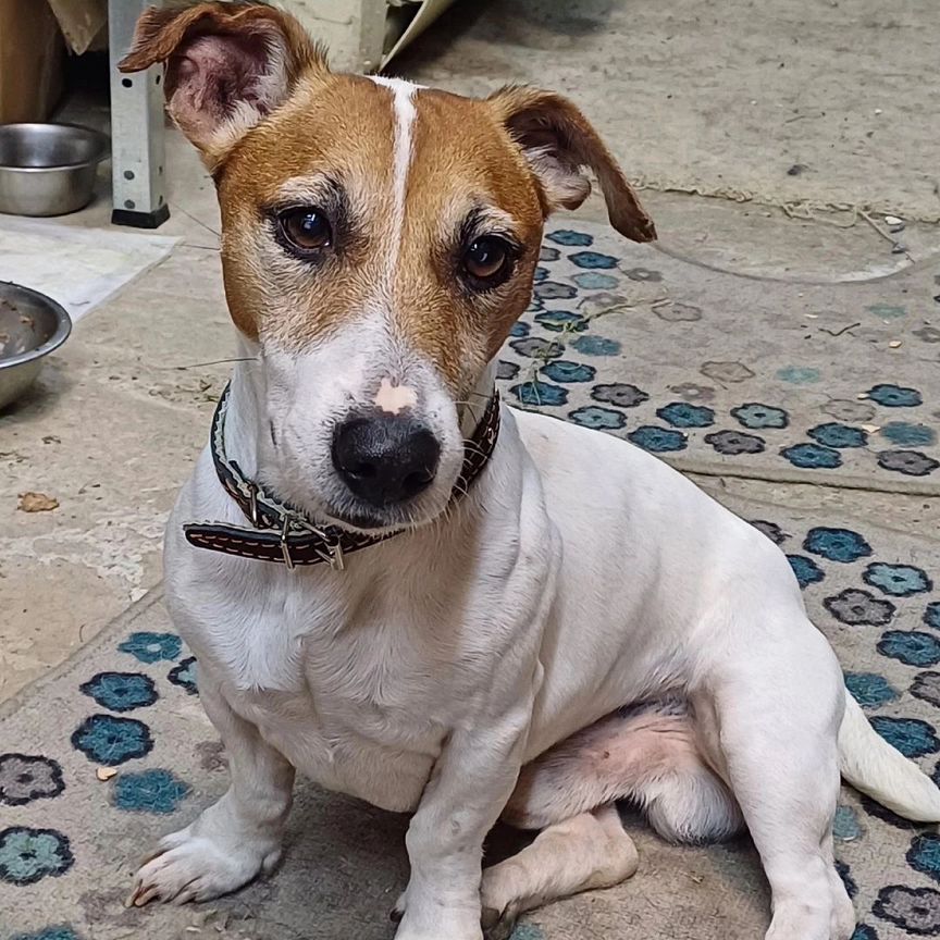 Джек рассел терьер в добрые руки