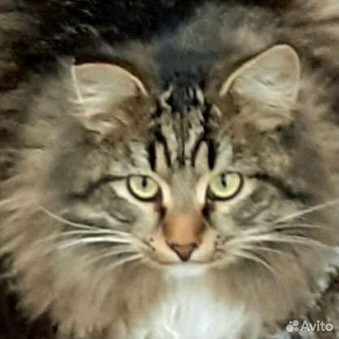 Сибирский молодой котик ищет дом