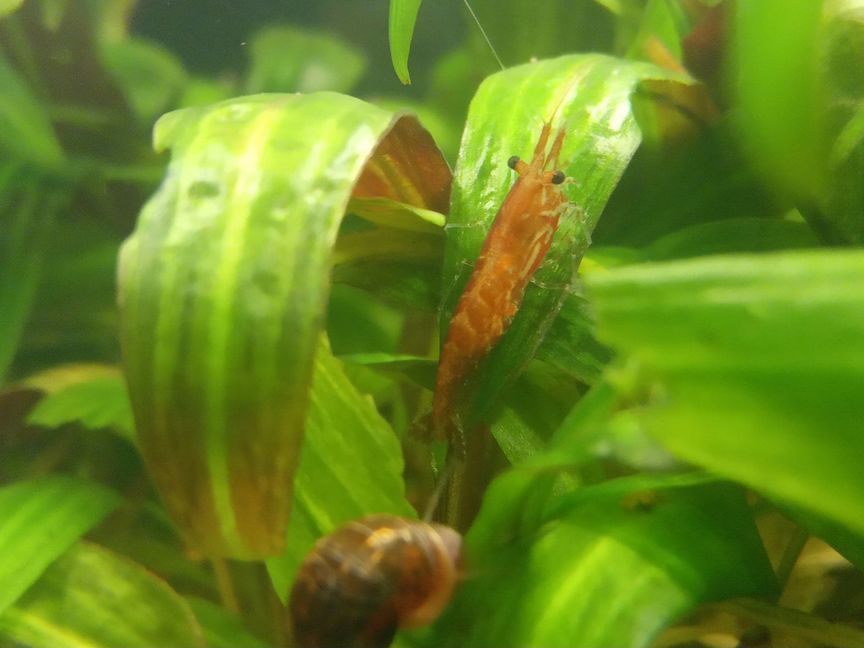 Креветки для аквариума вишни