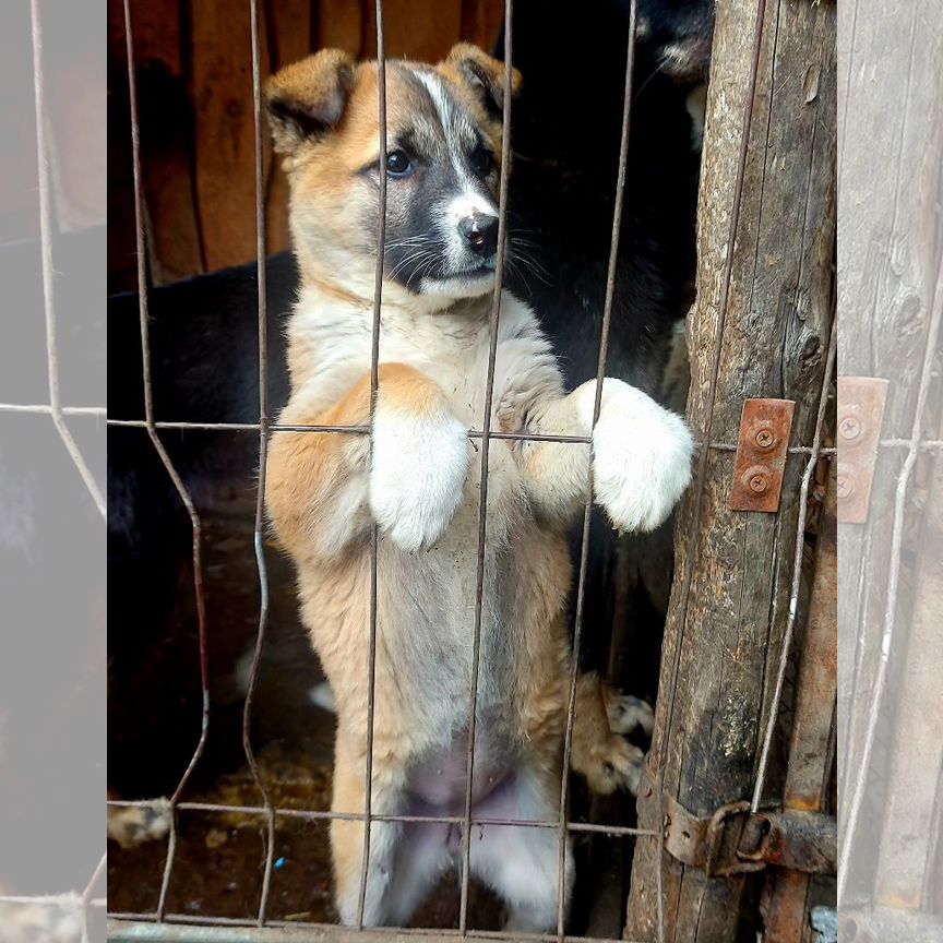 Щенок в добрые руки