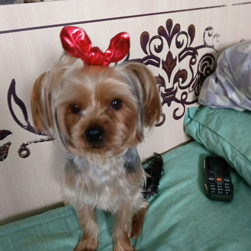 Йоркширский терьер мини