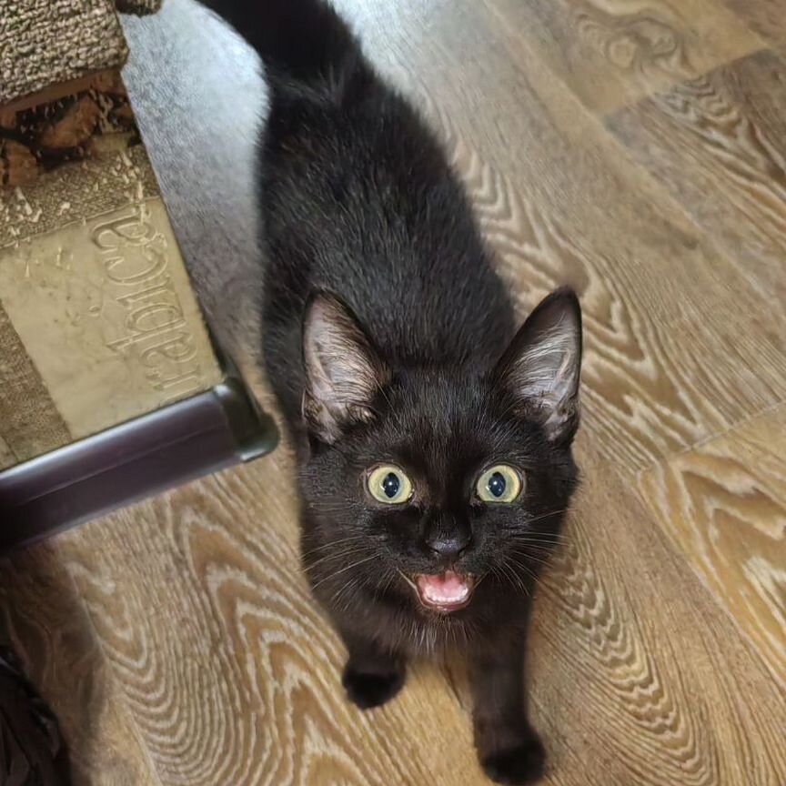 Котёнок в добрые руки