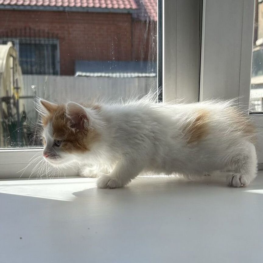 Курильский бобтейл длинношёрстный котёнок