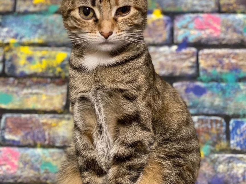 Кошка