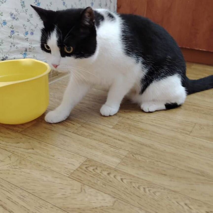 Кота хотят усыпить срочный поиск дома