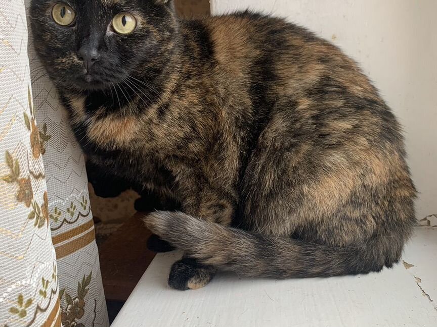 Приютская кошечка