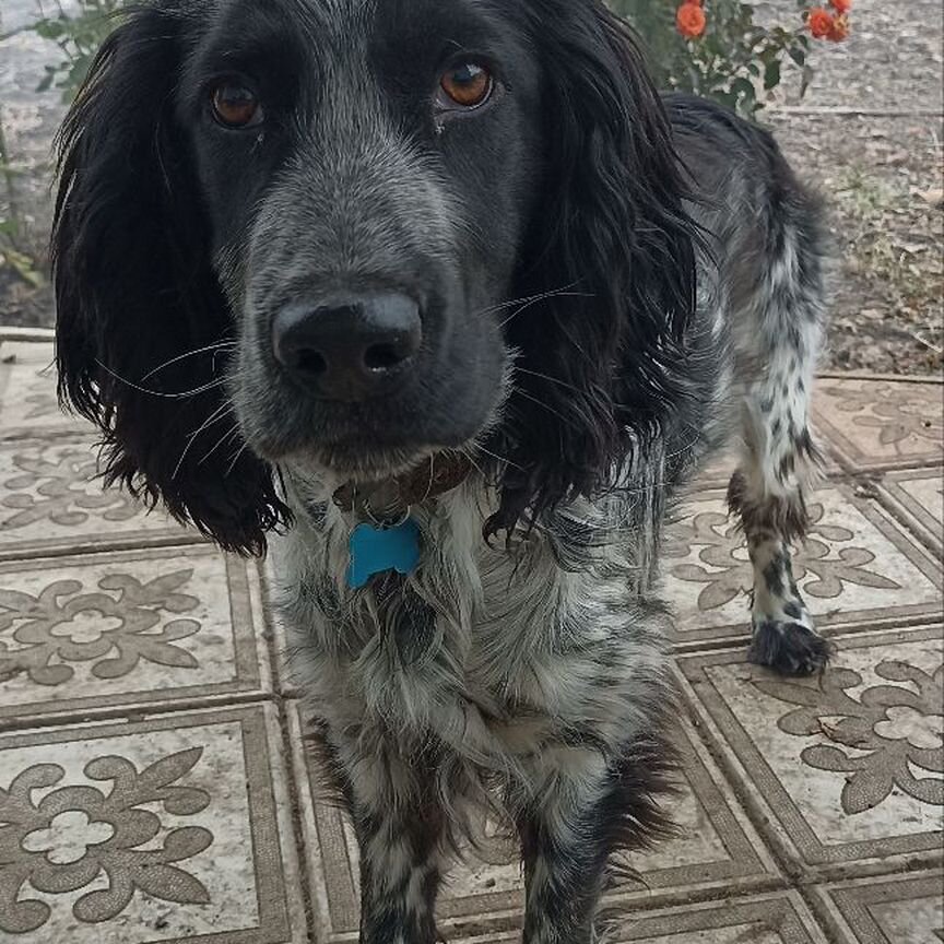 Русский охотничий спаниель