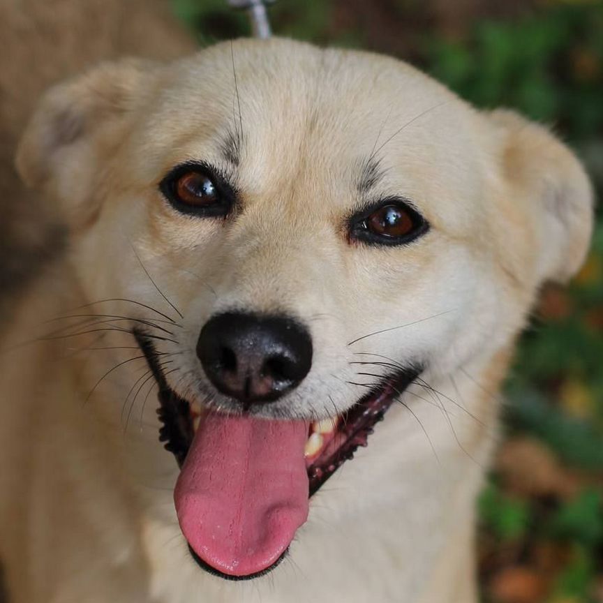 Взрослая собака в добрые руки