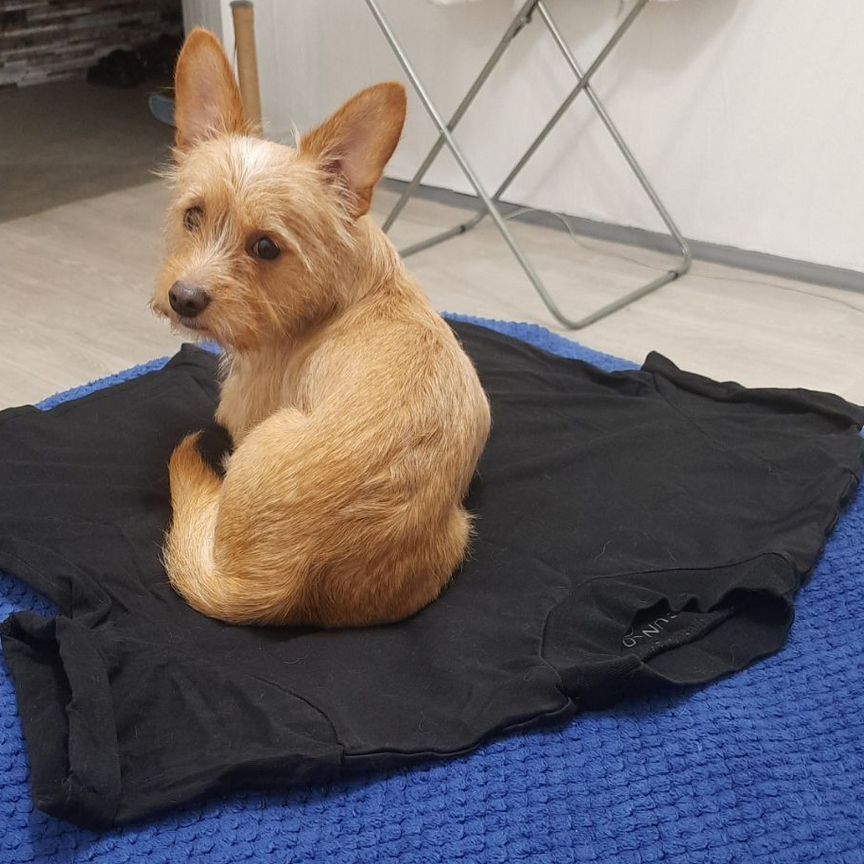 Взрослая собака в добрые руки