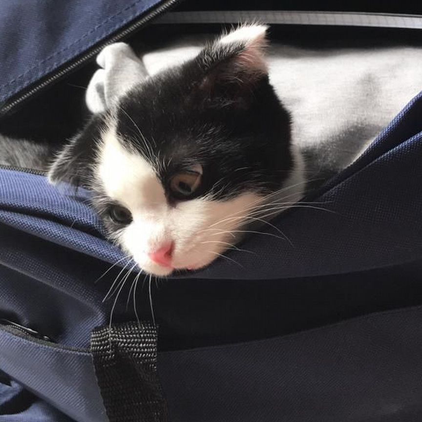 Взрослый кот в добрые руки