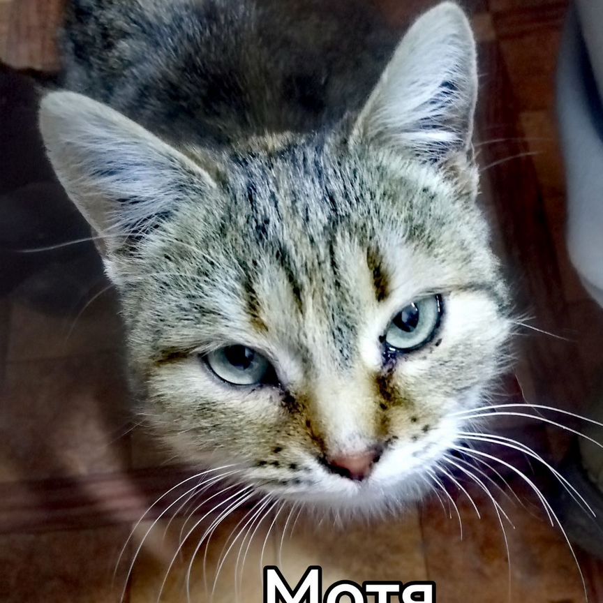 Стерелизованная кошечка в добрые руки