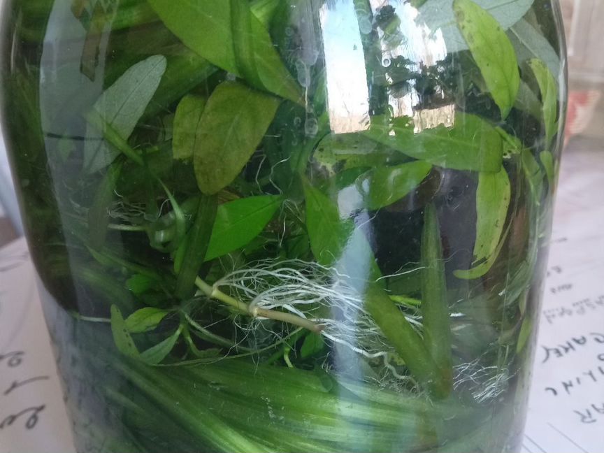 Водоросли для аквариума, цена за банку