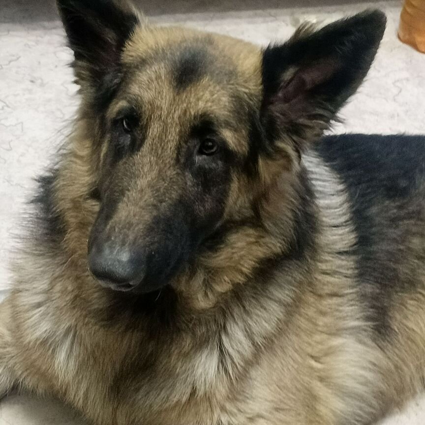 Немецкая овчарка, взрослый пёс