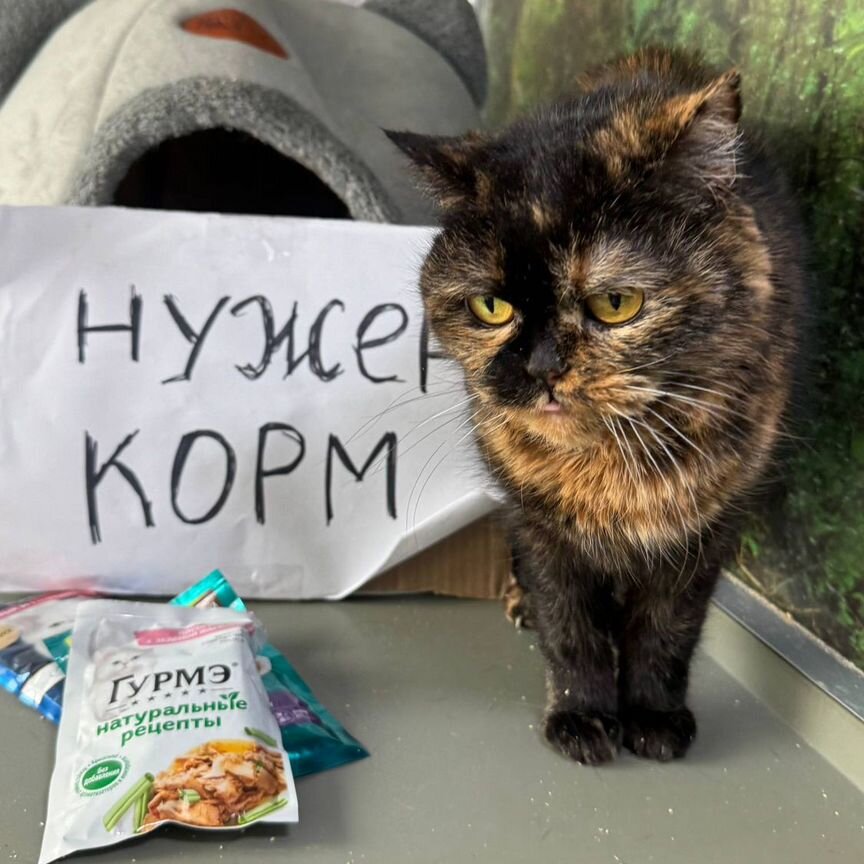 Взрослая, кошка в добрые руки