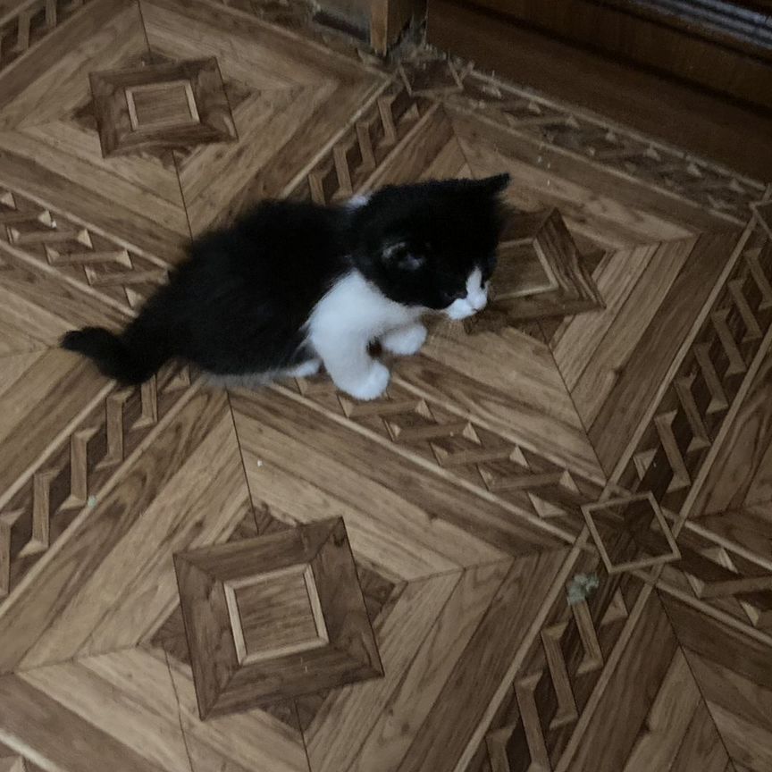 Котята в добрые руки приучены к лотку