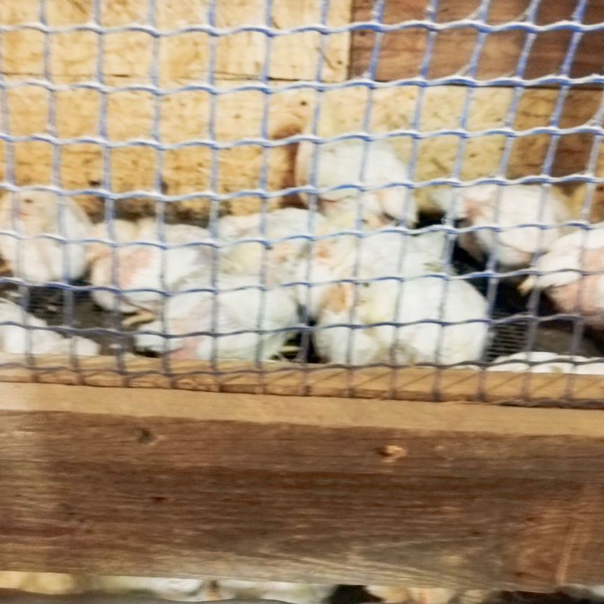 Продаю Бролера