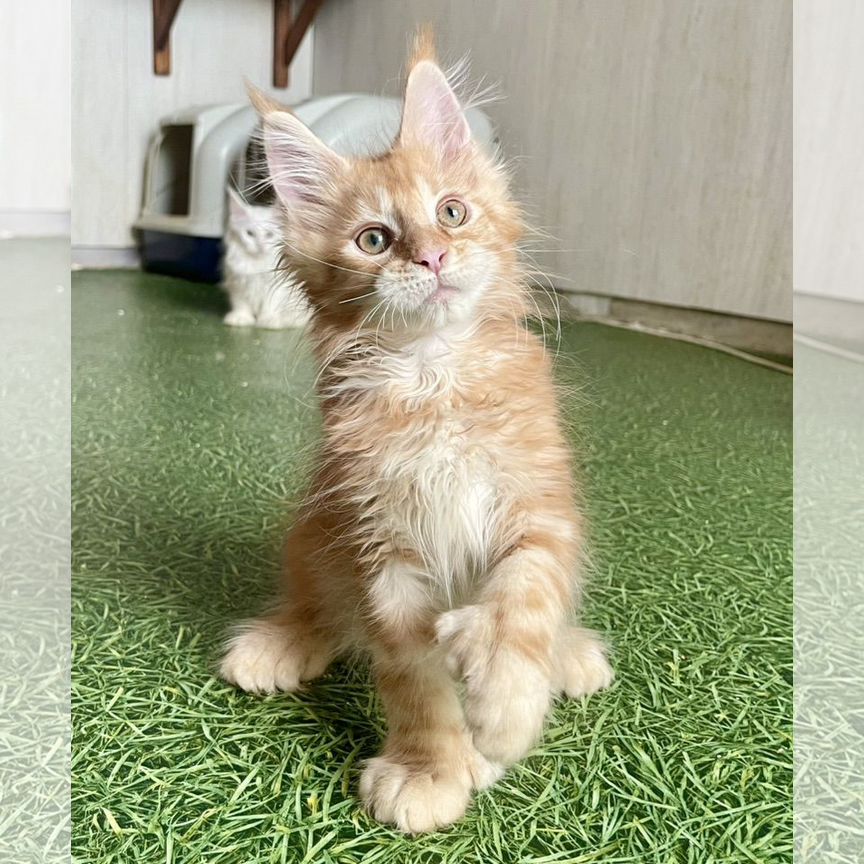 Мейн-кун котёнок