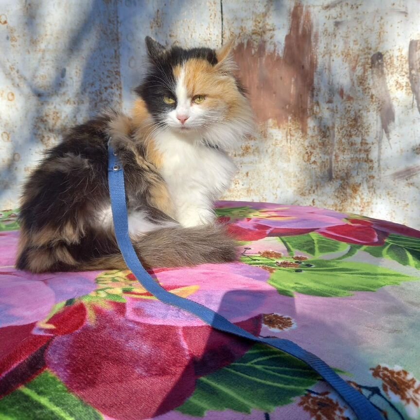 Кошка в добрые руки