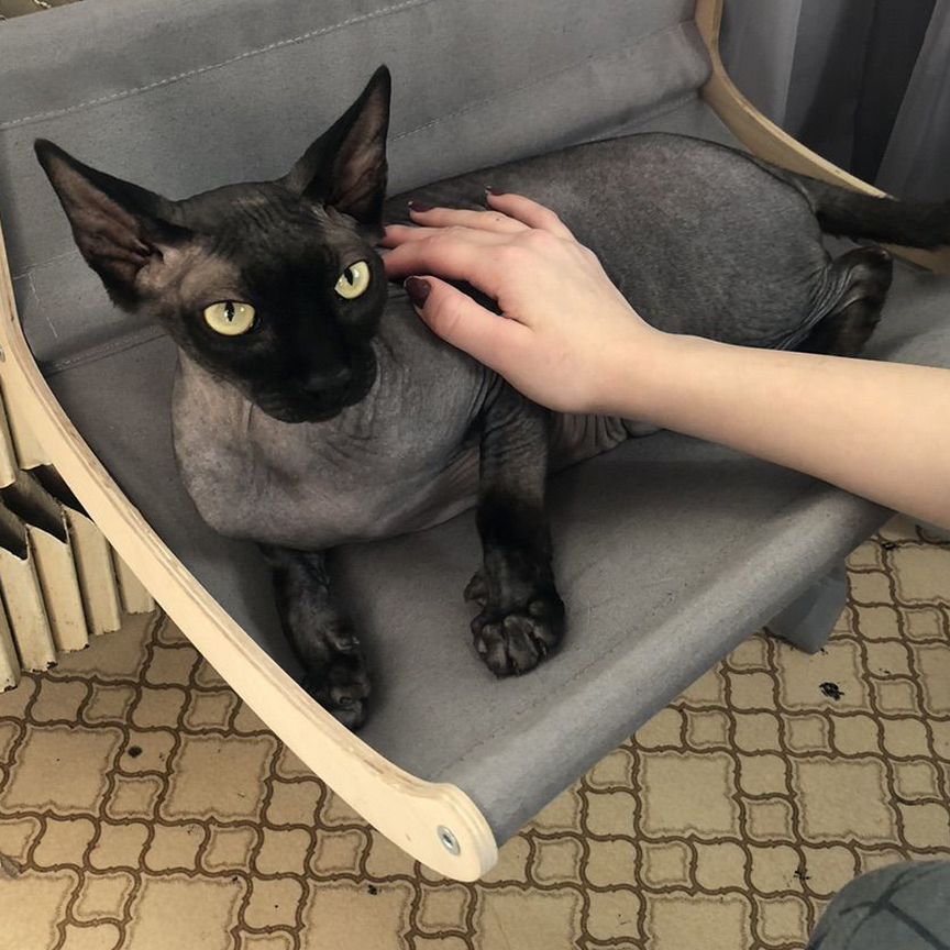 Гамак для кошек