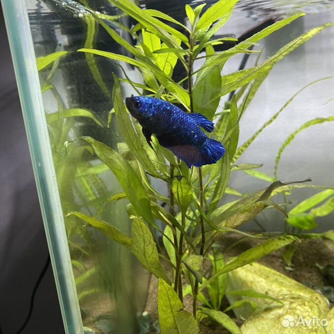 Петушок супердельта самец