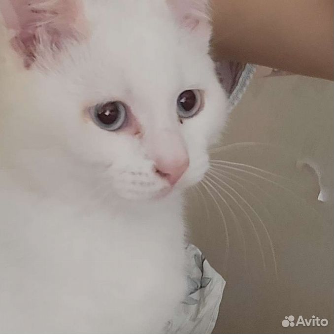 Котенок беспородный белый