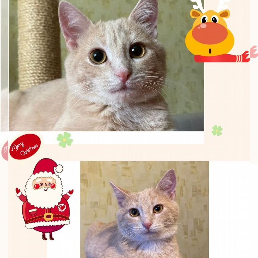 Котенок персиковый мальчик ищет дом