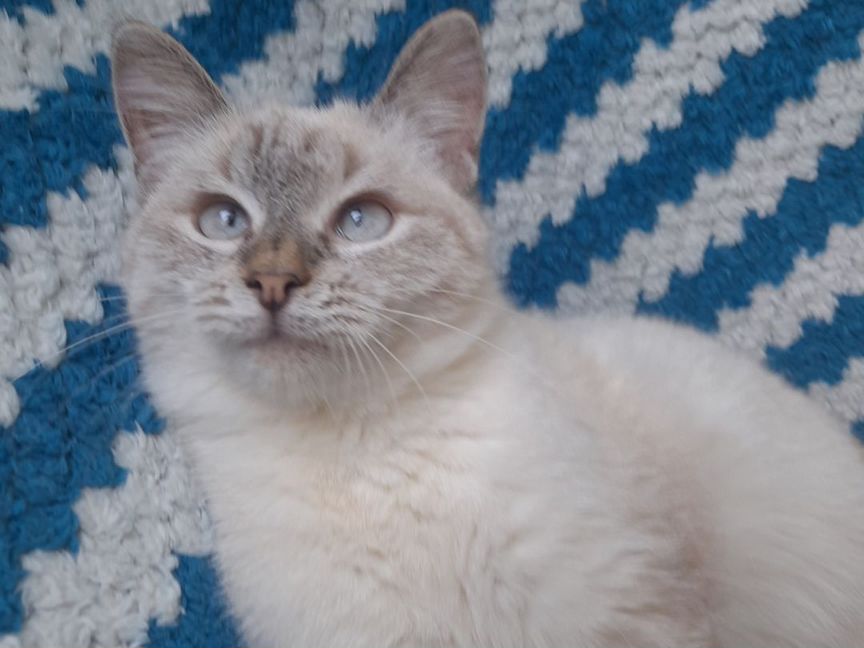 Котёнок Афродиточка. Доставка в любой район Уфы