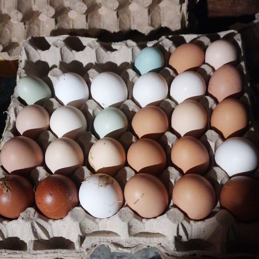 Яйцо столовое, инкубационное