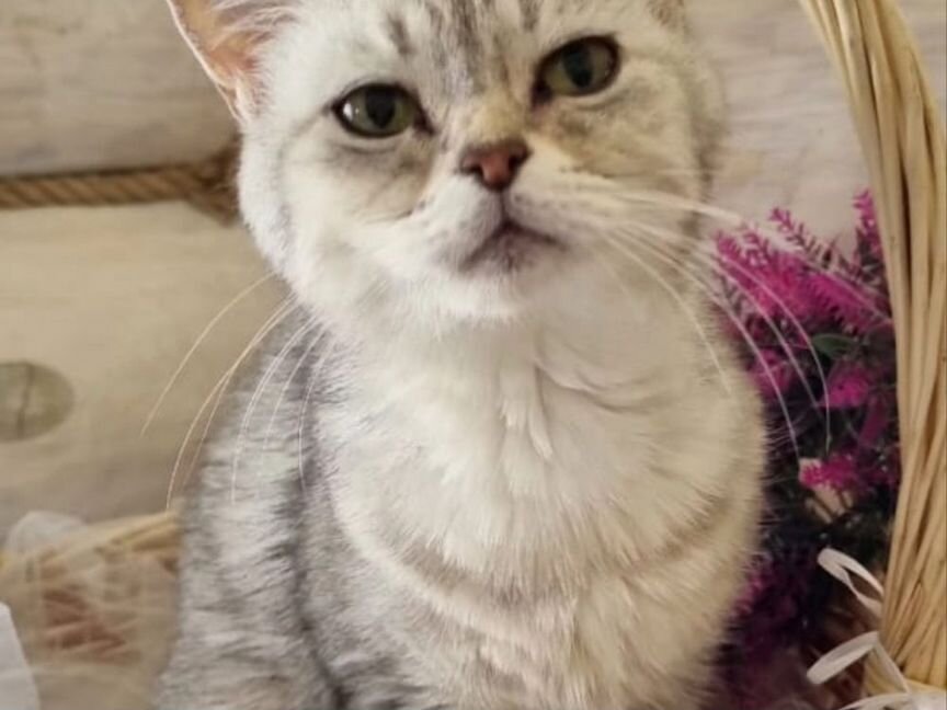 Британская кошка серебристая шиншилла