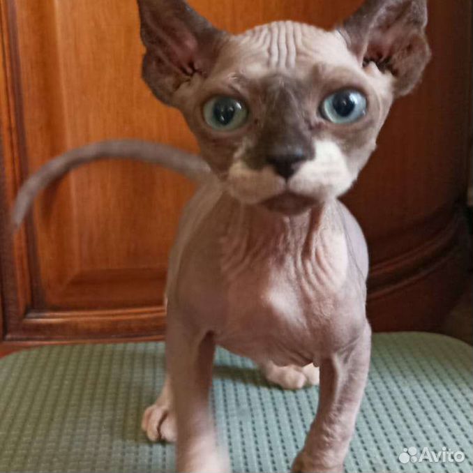 Канадский сфинкс Двэльфик