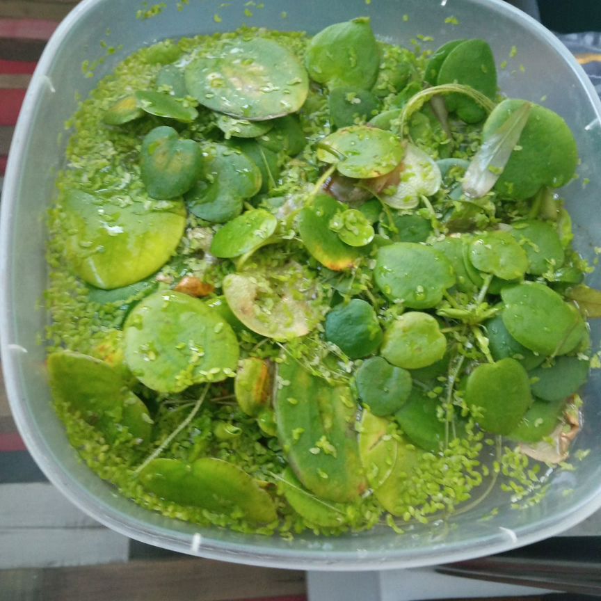 Аквариумное растение