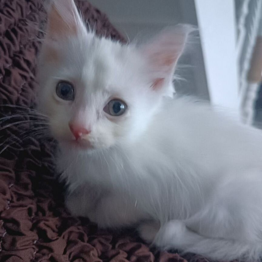 Отдам в добрые руки маленькую кошечку