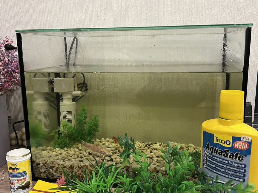 Аквариум с рыбками бесплатно