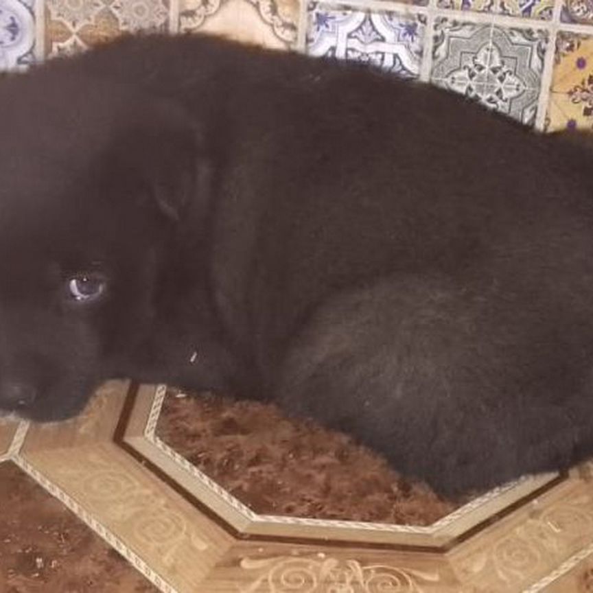 Отдам собаку в добрые руки щенки