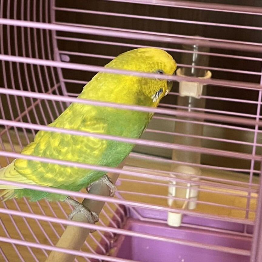 Волнистый попугай с клеткой