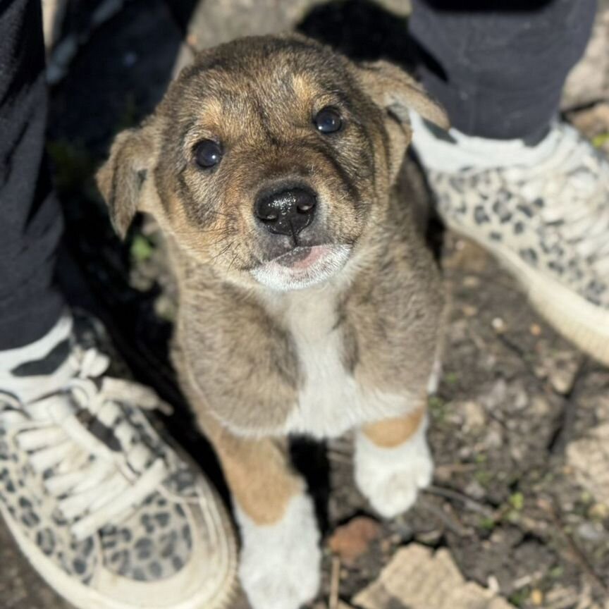 Щенок в добрые руки