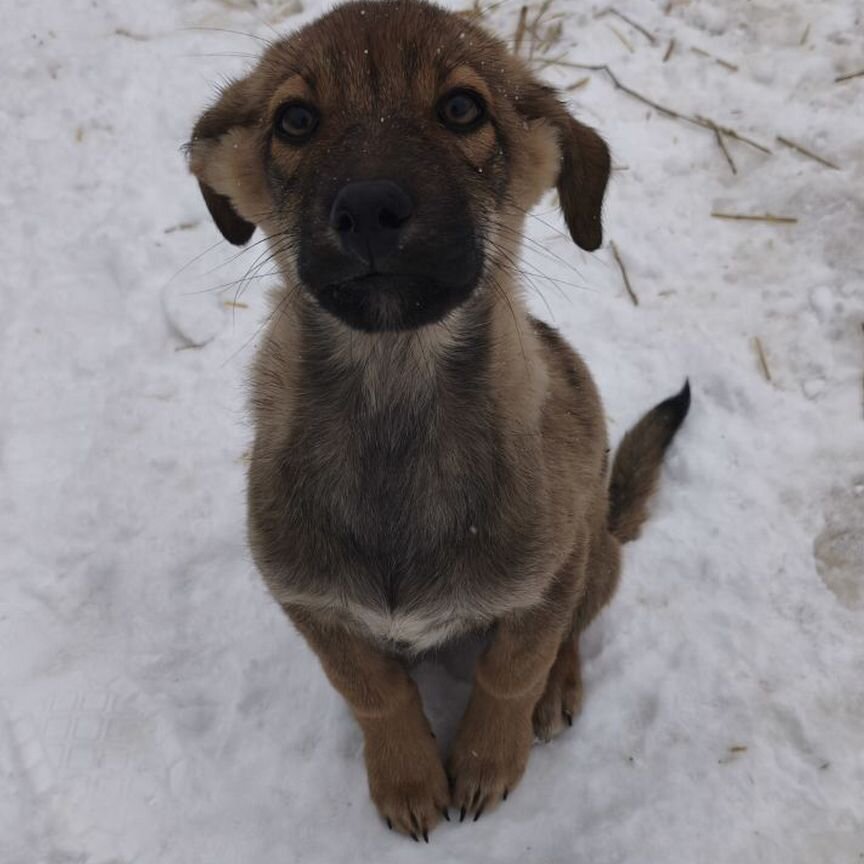 Щенок в добрые руки