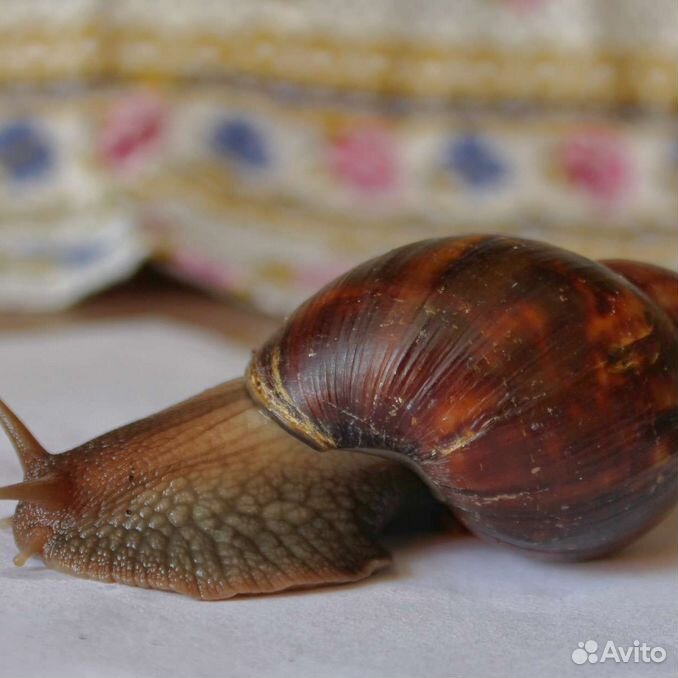 Улитки ахатины бесплатно