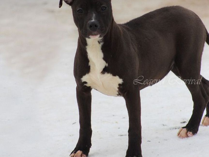 Девочка ам. стафф. 5 месяцев