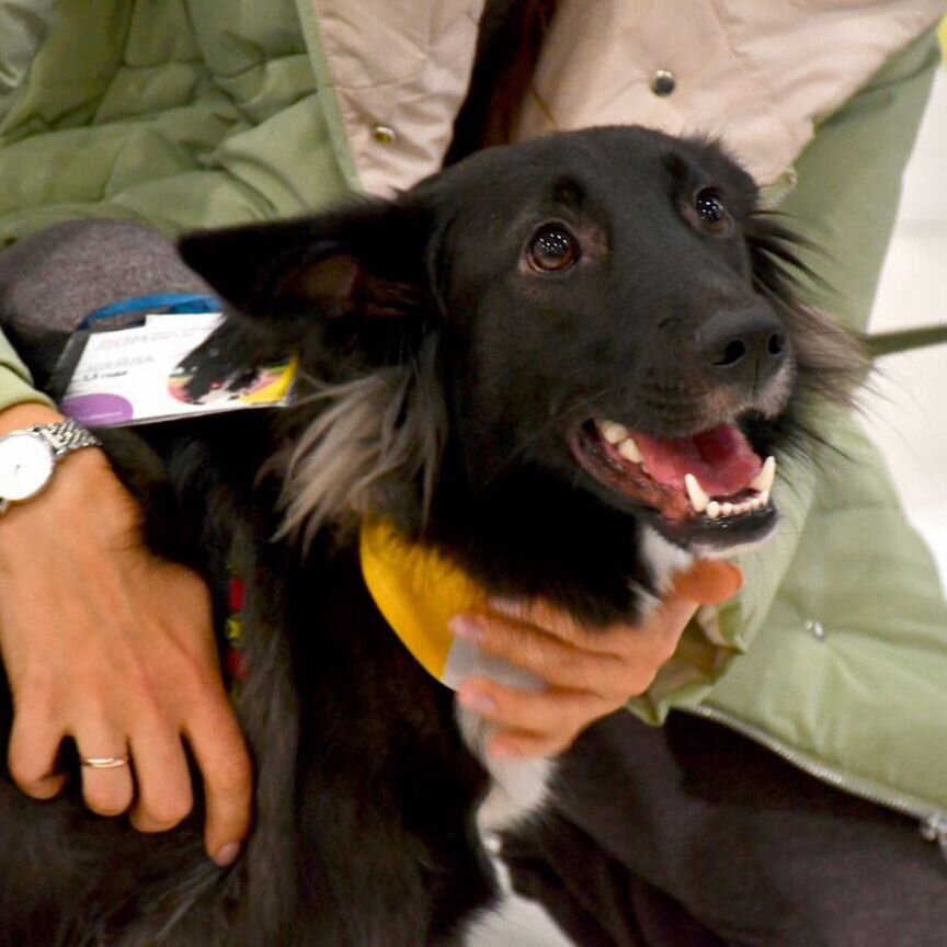 Собака в добрые руки отдам бесплатно