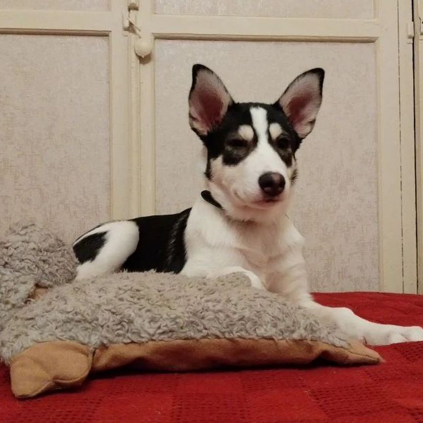 Щенок в добрые руки