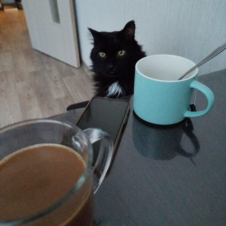 Котики бесплатно