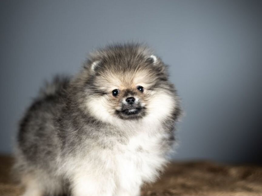 Шикарный мальчик померанский шпиц