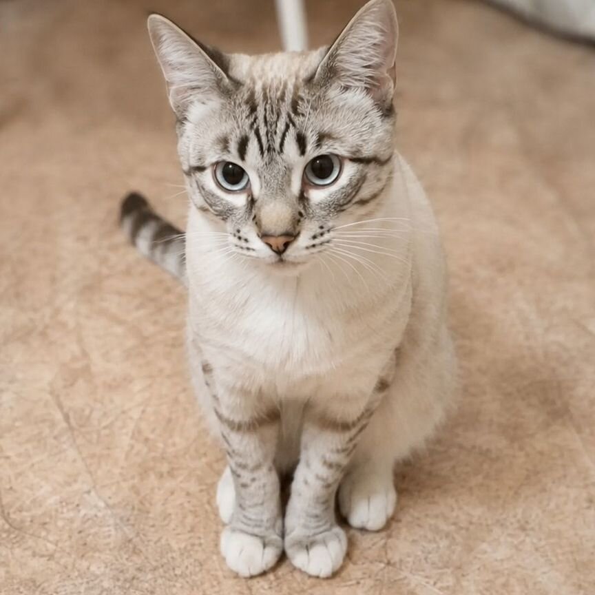 Сиамский котёнок