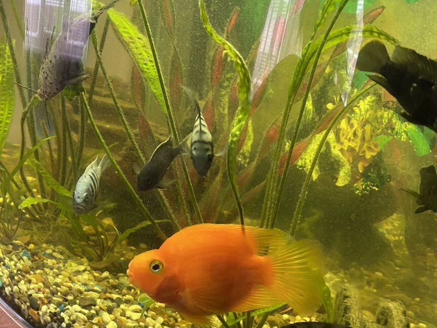 Рыба Попугай