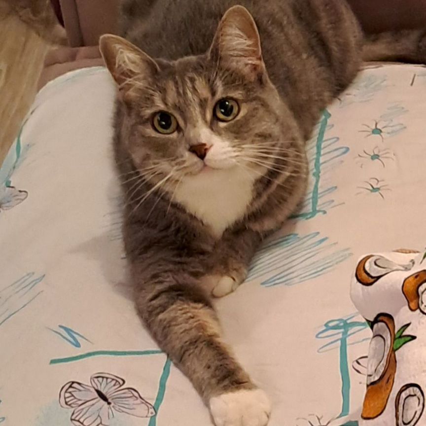 Персидская, взрослая кошка